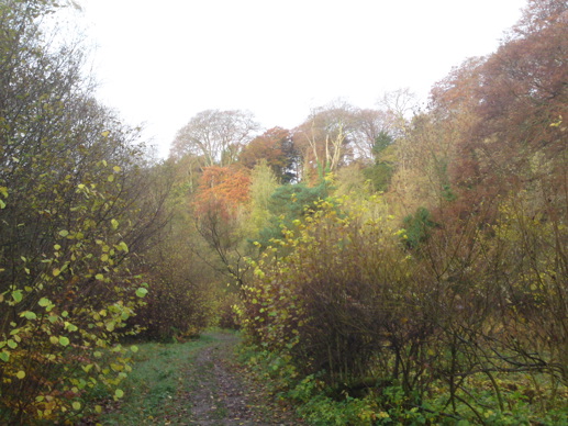 Castle Eden Dene NNR - Woodland Trust