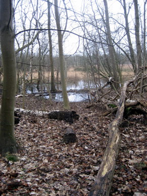 Chippenham Fen NNR - Woodland Trust