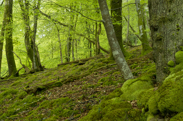 Dendles Wood NNR - Woodland Trust