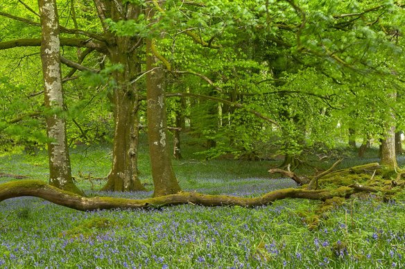 Dendles Wood NNR - Woodland Trust