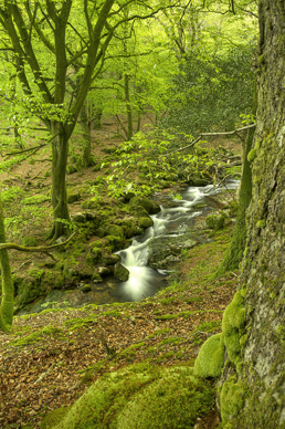 Dendles Wood NNR - Woodland Trust