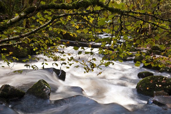 Golitha Falls - Woodland Trust