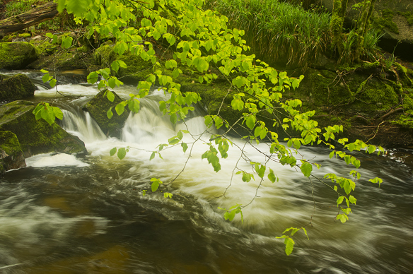 Golitha Falls - Woodland Trust