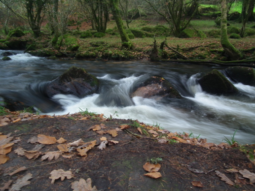Golitha Falls - Woodland Trust