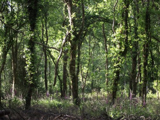 Holt Heath - Woodland Trust