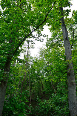 Holt Heath - Woodland Trust