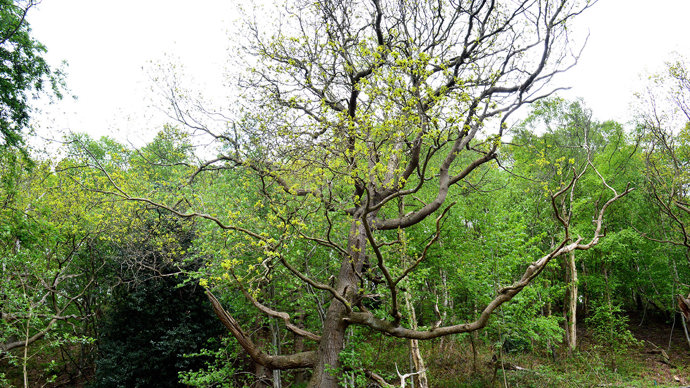 Holt Heath - Woodland Trust
