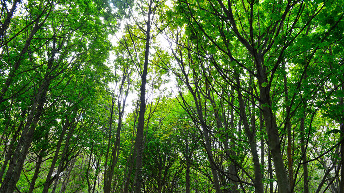 Holt Heath - Woodland Trust