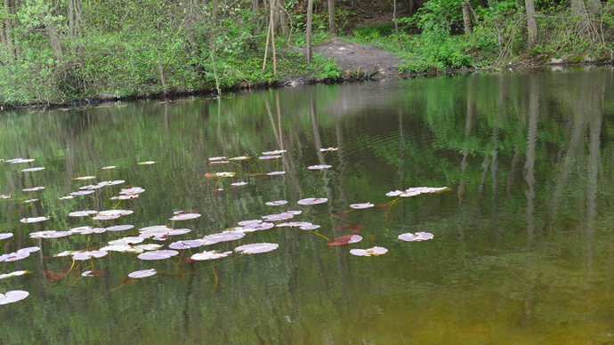 Holt Heath - Woodland Trust