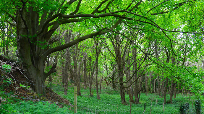 Holt Heath - Woodland Trust
