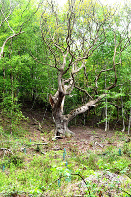 Holt Heath - Woodland Trust