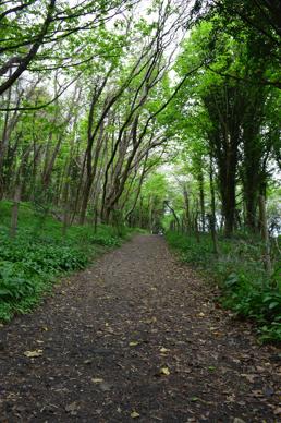 Holt Heath - Woodland Trust