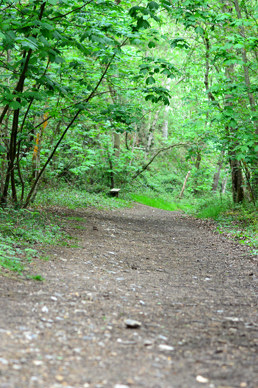 Holt Heath - Woodland Trust