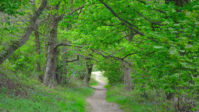 Holt Heath - Woodland Trust