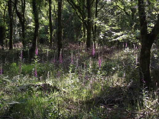 Holt Heath - Woodland Trust