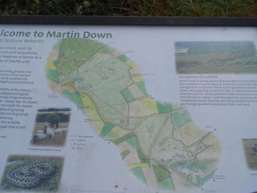 Martin Down - Woodland Trust