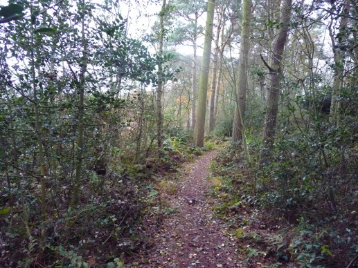 Wybunbury Moss - Woodland Trust