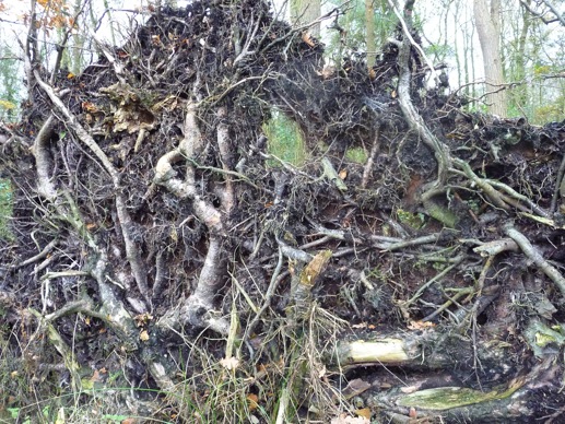 Wybunbury Moss - Woodland Trust