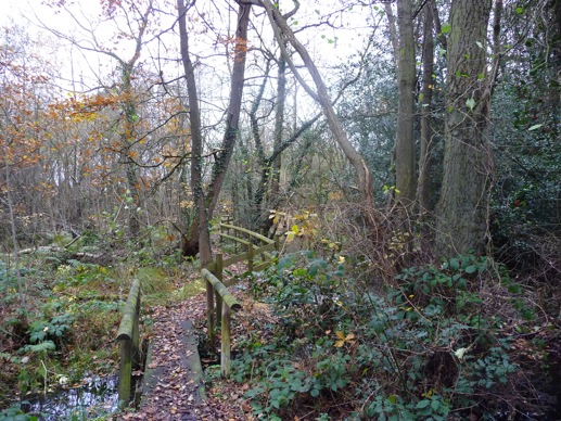Wybunbury Moss - Woodland Trust