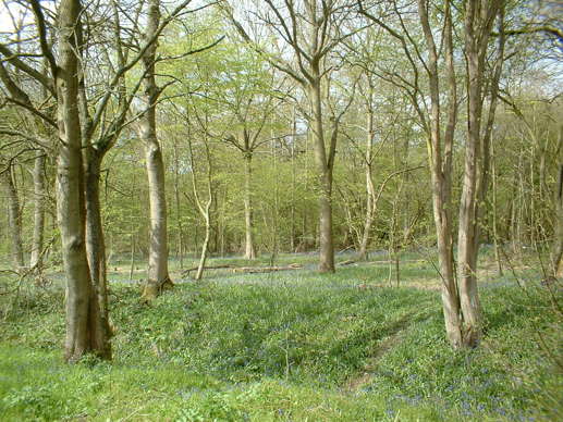 Howe Park Wood - Woodland Trust
