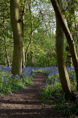 Linford Wood - Woodland Trust