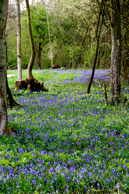 Linford Wood - Woodland Trust