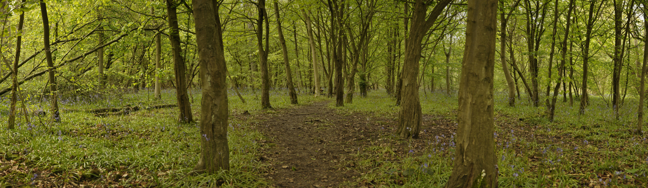 Linford Wood - Woodland Trust