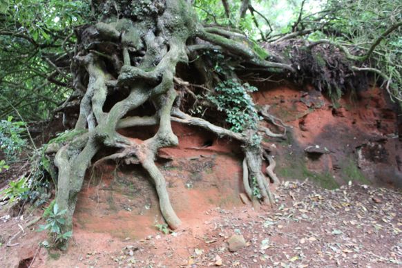 Killerton Estate - Danes Wood - Woodland Trust