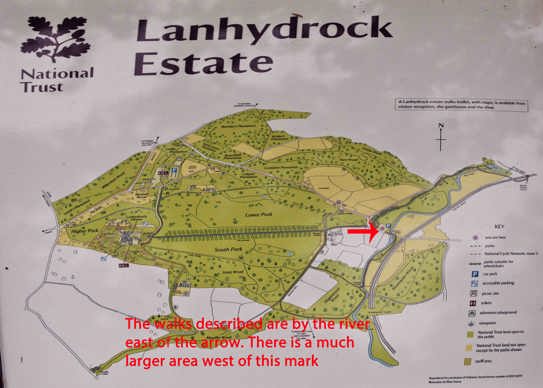 Lanhydrock - Estate Woodland East - Woodland Trust