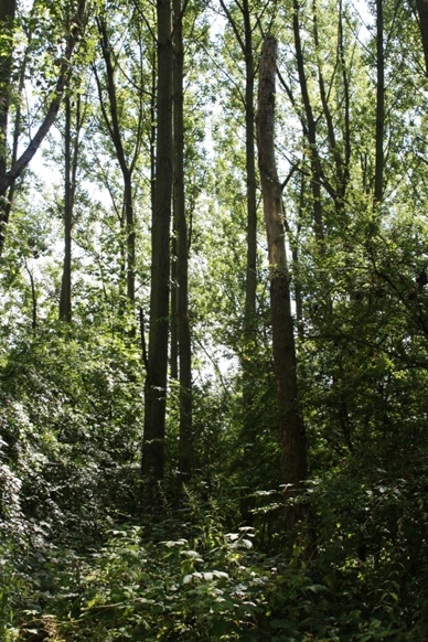 Whitley Wood - Woodland Trust