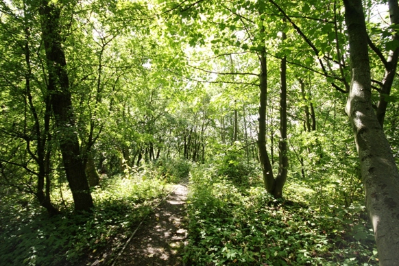 Whitley Wood - Woodland Trust