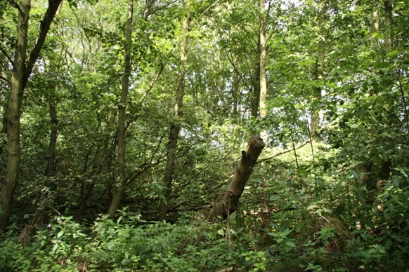 Standish Lower Ground Woodland - Woodland Trust