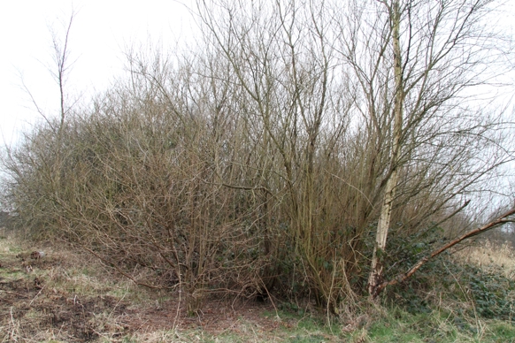 Lower Ince Woodland - Woodland Trust