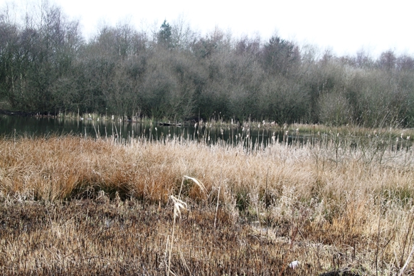 Lower Ince Woodland - Woodland Trust