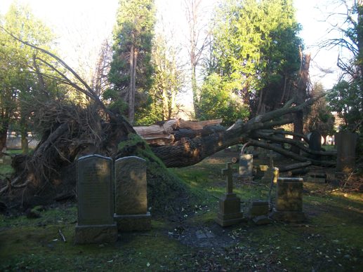 Comely Bank Cemetery - Woodland Trust