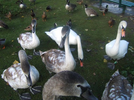 Ford Green Nature Reserve - Woodland Trust