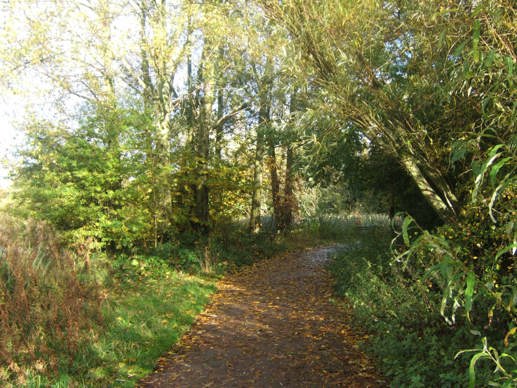 Ford Green Nature Reserve - Woodland Trust