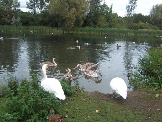 Ford Green Nature Reserve - Woodland Trust