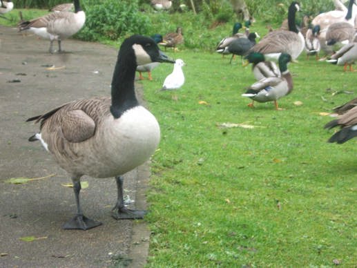 Ford Green Nature Reserve - Woodland Trust