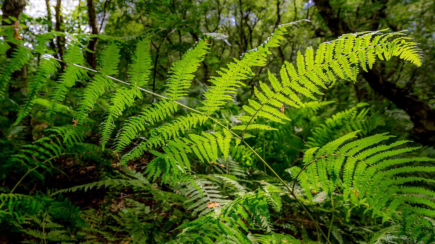 Gorse Covert Mounds - Visiting Woods - Woodland Trust