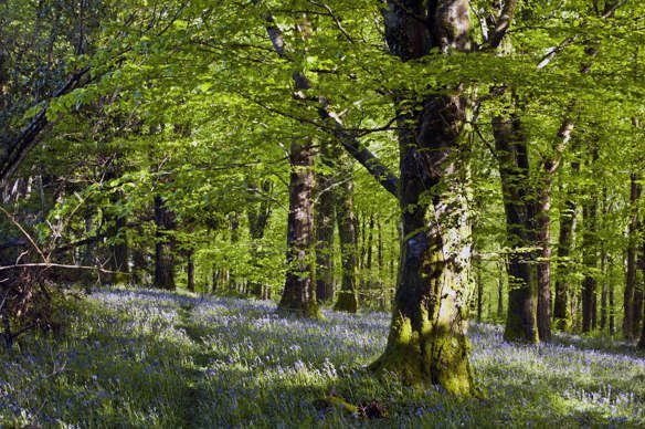 Newbridge Wood - Woodland Trust