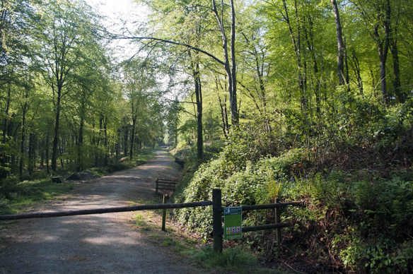 Newbridge Wood - Woodland Trust