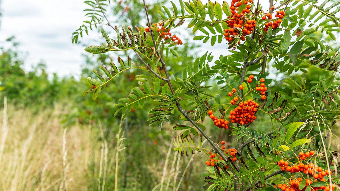Gorse Field, Harris Grove & Ball's Meadow - Woodland Trust