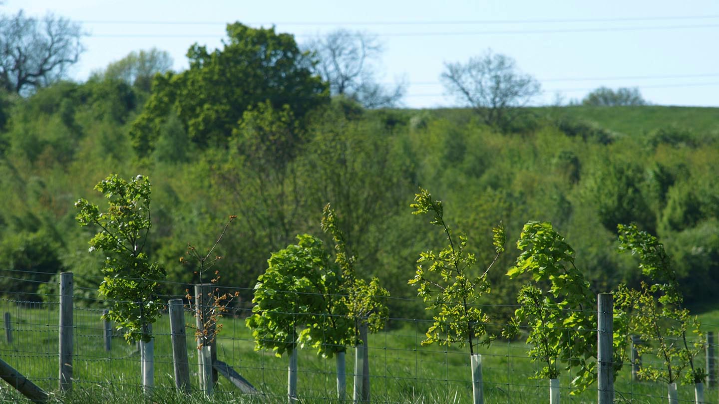 Gorse Field, Harris Grove & Ball's Meadow - Woodland Trust