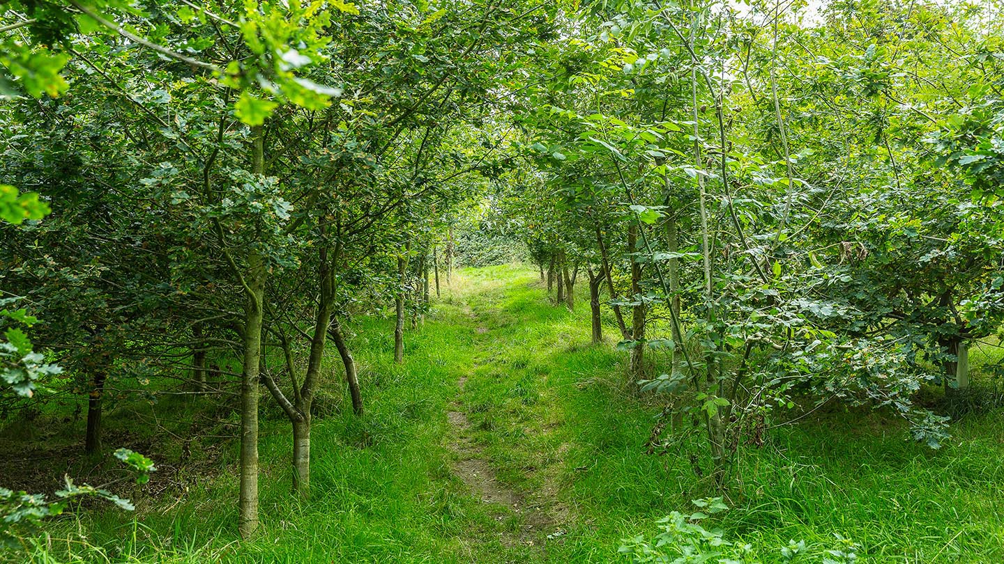 Gorse Field, Harris Grove & Ball's Meadow - Woodland Trust