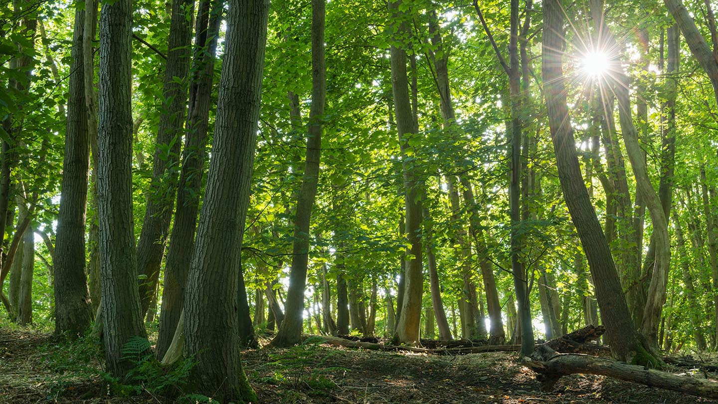 Greyfield Wood - Visiting Woods - Woodland Trust