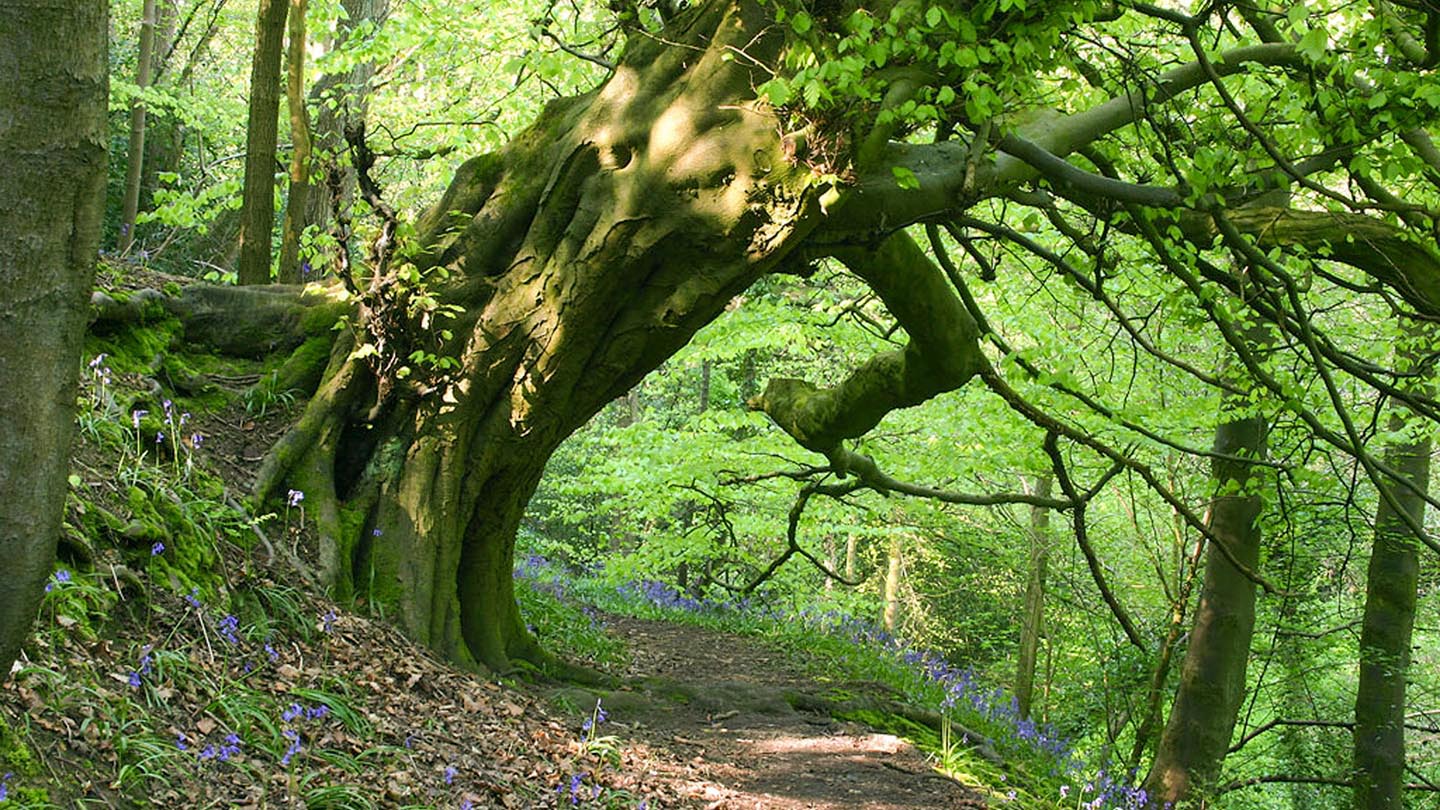 Hackfall - Visiting Woods - Woodland Trust