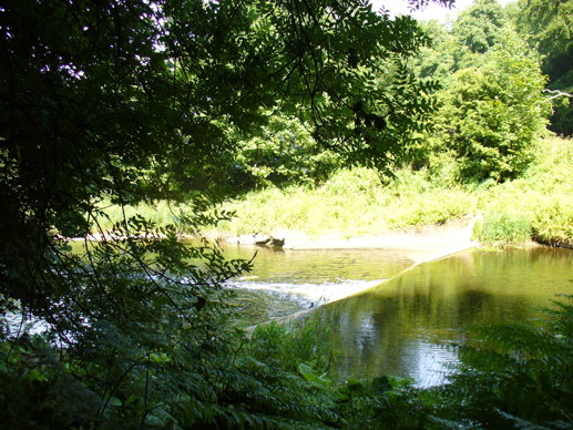 Almondell & Calderwood Country Park - Woodland Trust