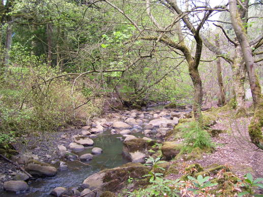 Almondell & Calderwood Country Park - Woodland Trust