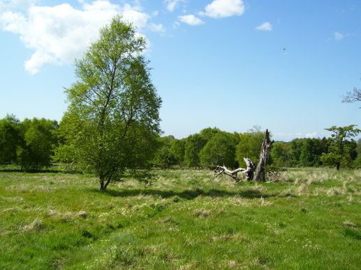 Almondell & Calderwood Country Park - Woodland Trust